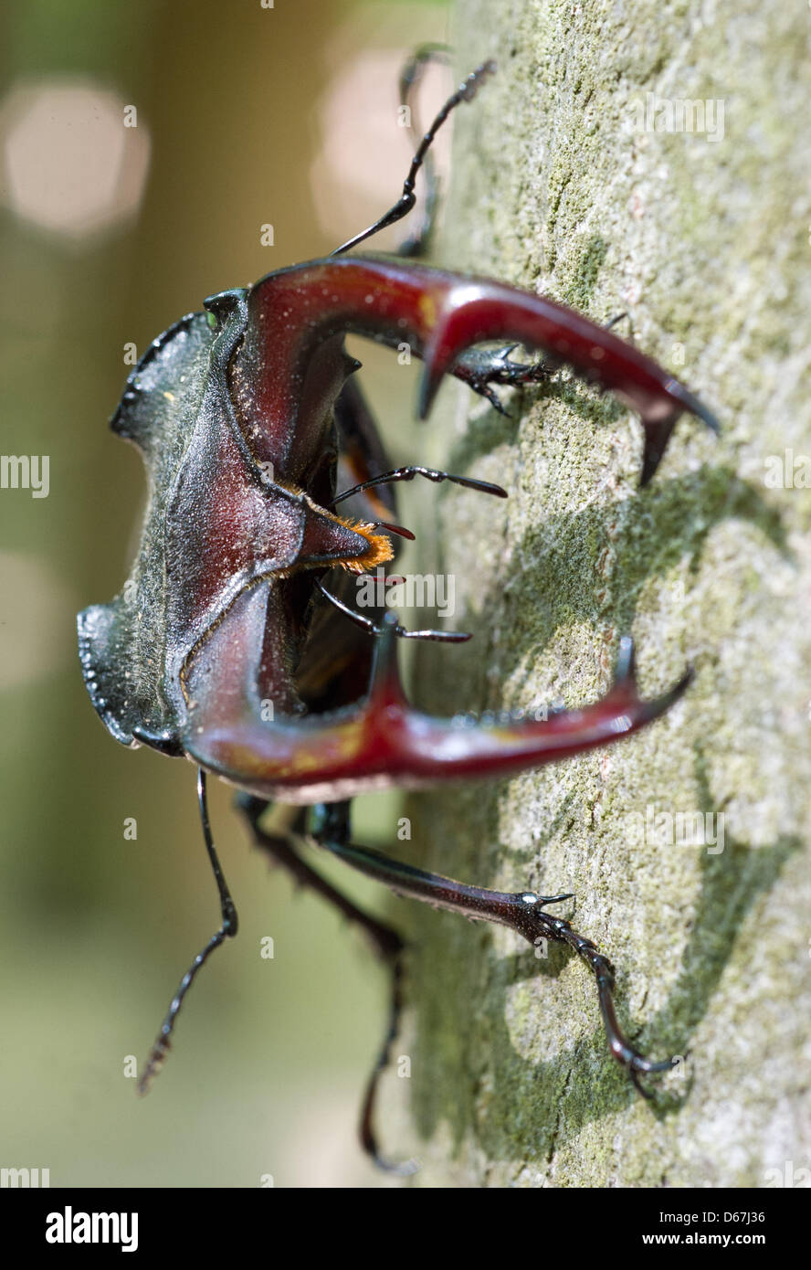 ARCHIVE - An archive picture dated 23 May 2012 shows a stag beetle ...