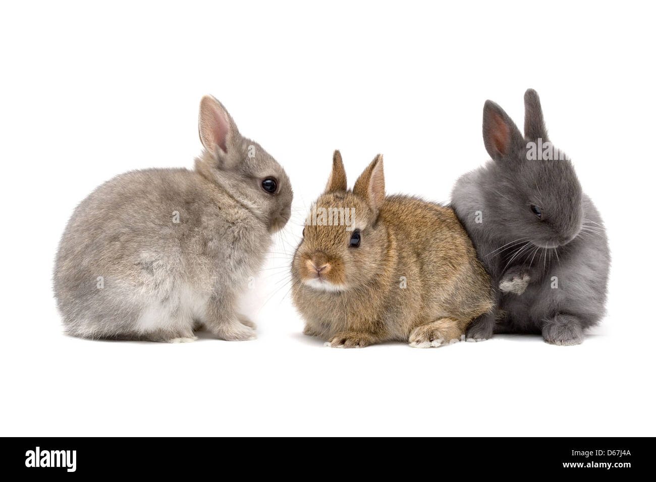 Rabbit furs hi-res stock photography and images - Alamy
