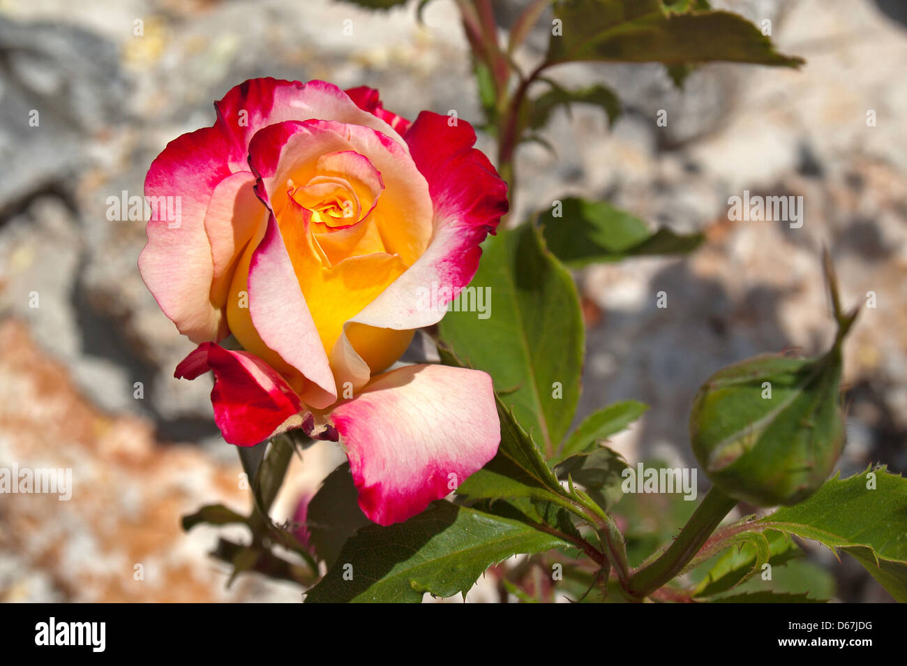 Fragrant floribunda rose on Crete Stock Photo - Alamy