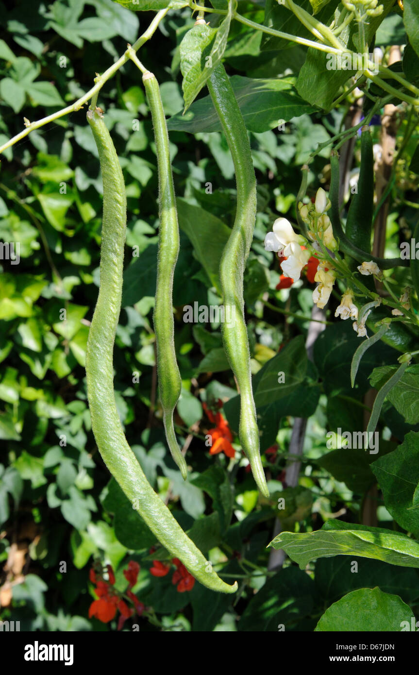 Runner beans on the plant hi-res stock photography and images - Alamy