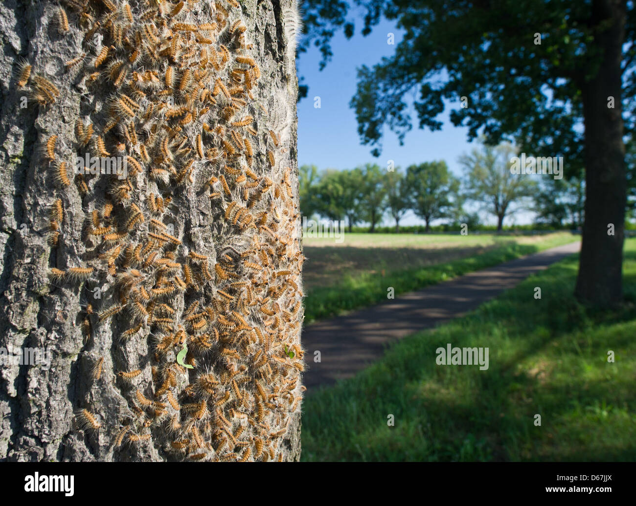The empty cocoons of oak procession moths hang on an oak tree in ...