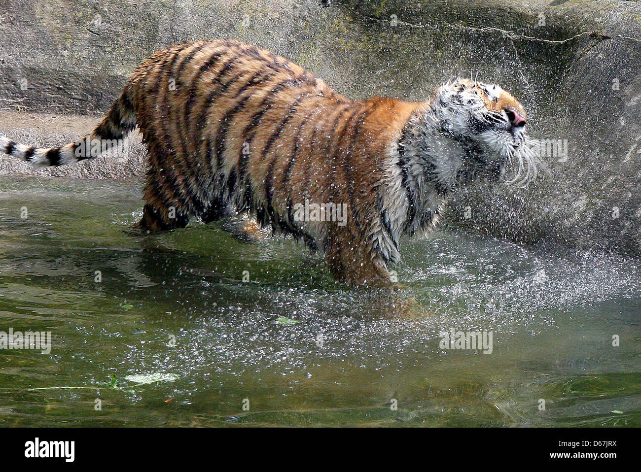 A tiger offspring takes a bath in the outdoor pool of the enclosure at ...