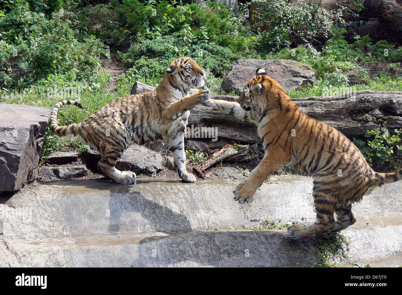 Zoo magdeburg hi-res stock photography and images - Alamy