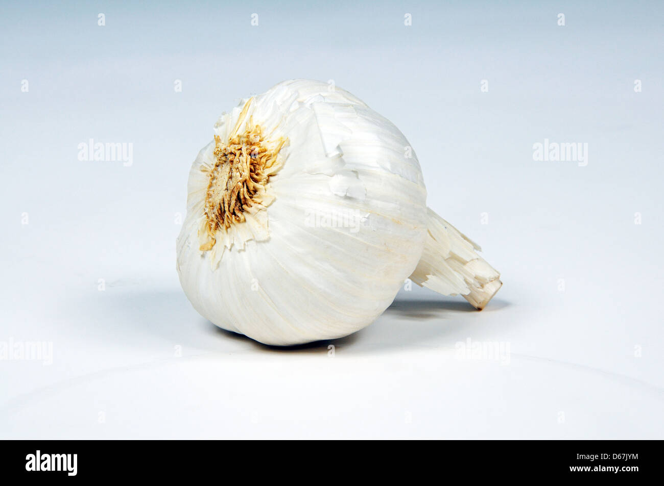 Whole garlic bulb against a grey and white background Stock Photo - Alamy