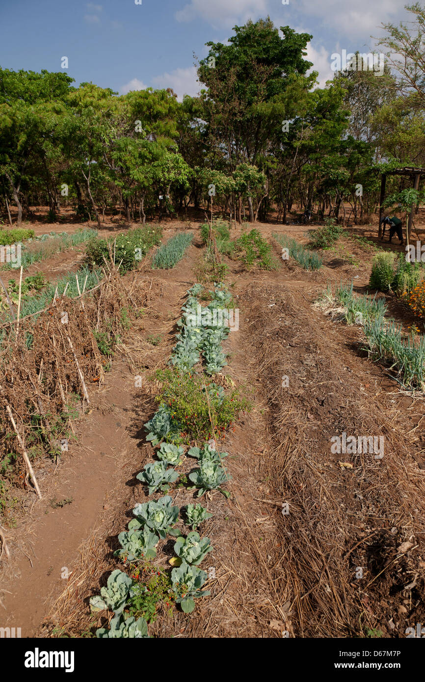 Companion planting hi-res stock photography and images - Alamy