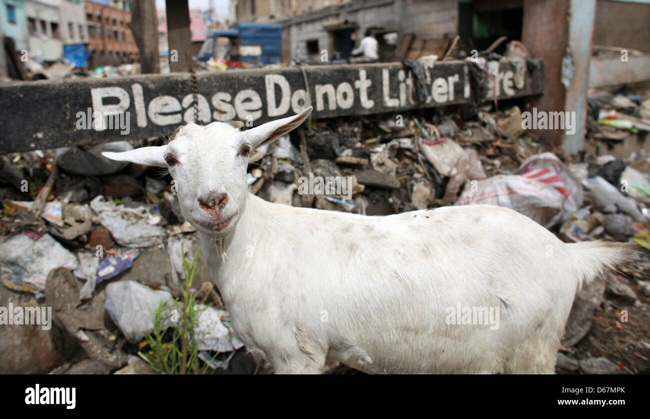 A goat stands in a pile of trash next to a sign 'Please do not litter ...