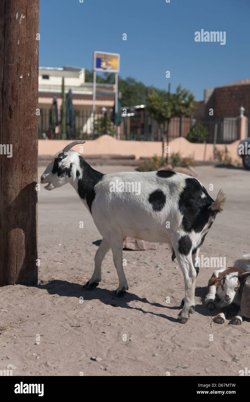 Black and white goats hi-res stock photography and images - Alamy