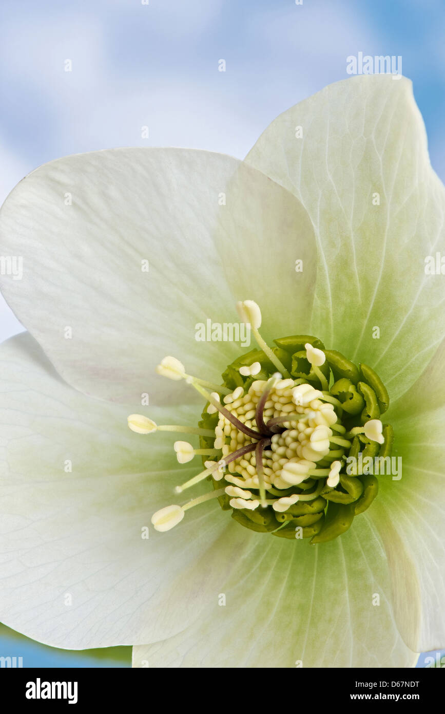 White hellebore a hardy evergreen and deciduous perennial traditional ...