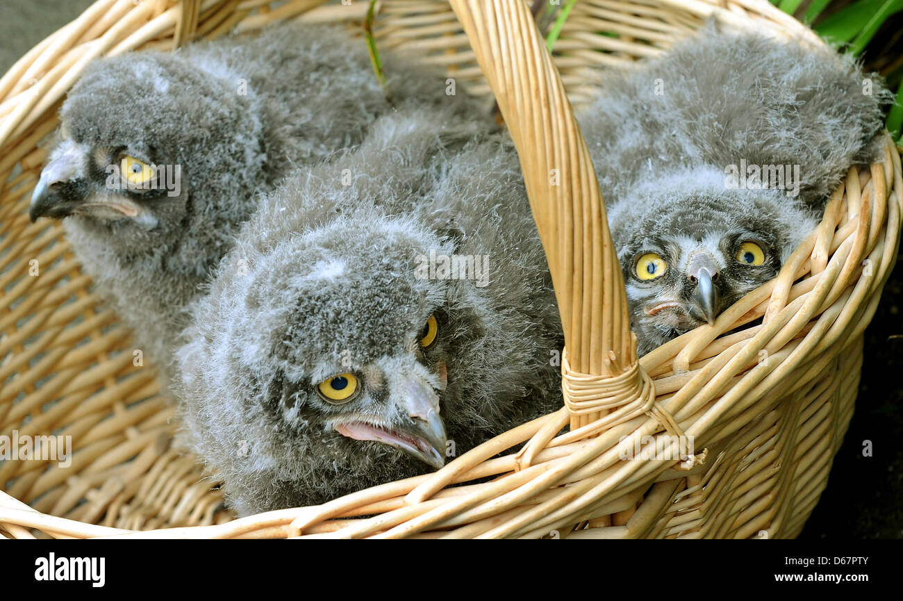 Snowy owl nest chicks hi-res stock photography and images - Alamy