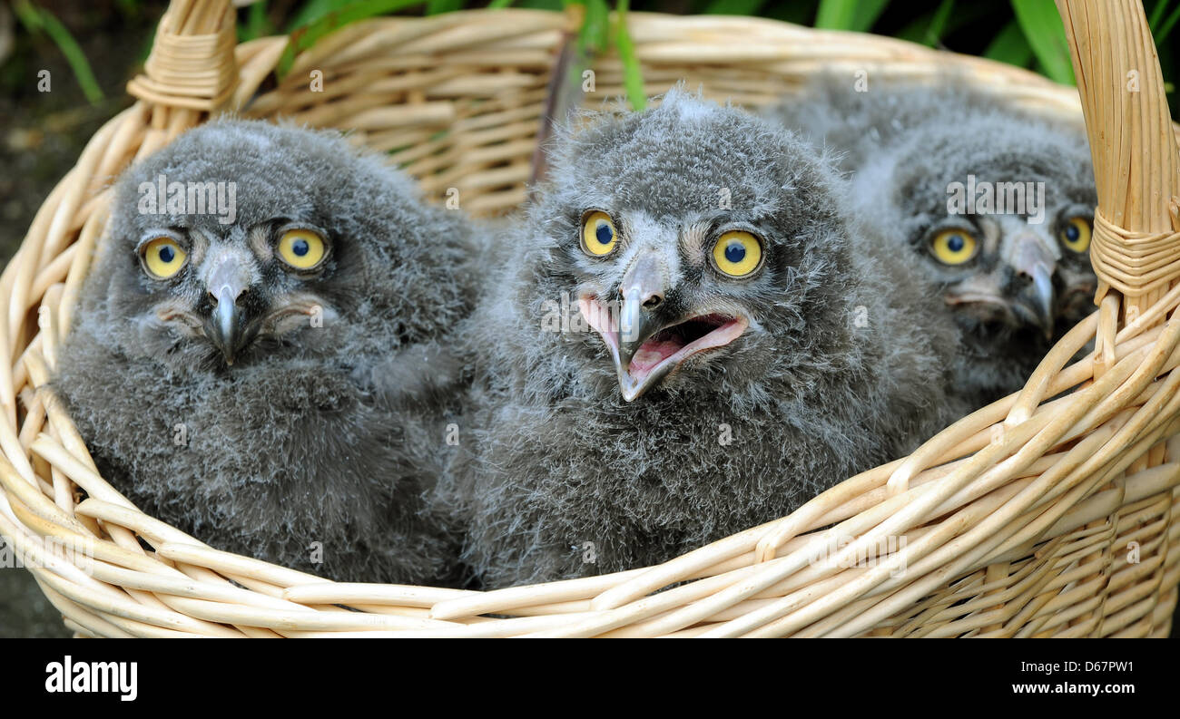 Snowy Owl chicks sit in a basket at the zoo in Hanover, Germany, 27 ...