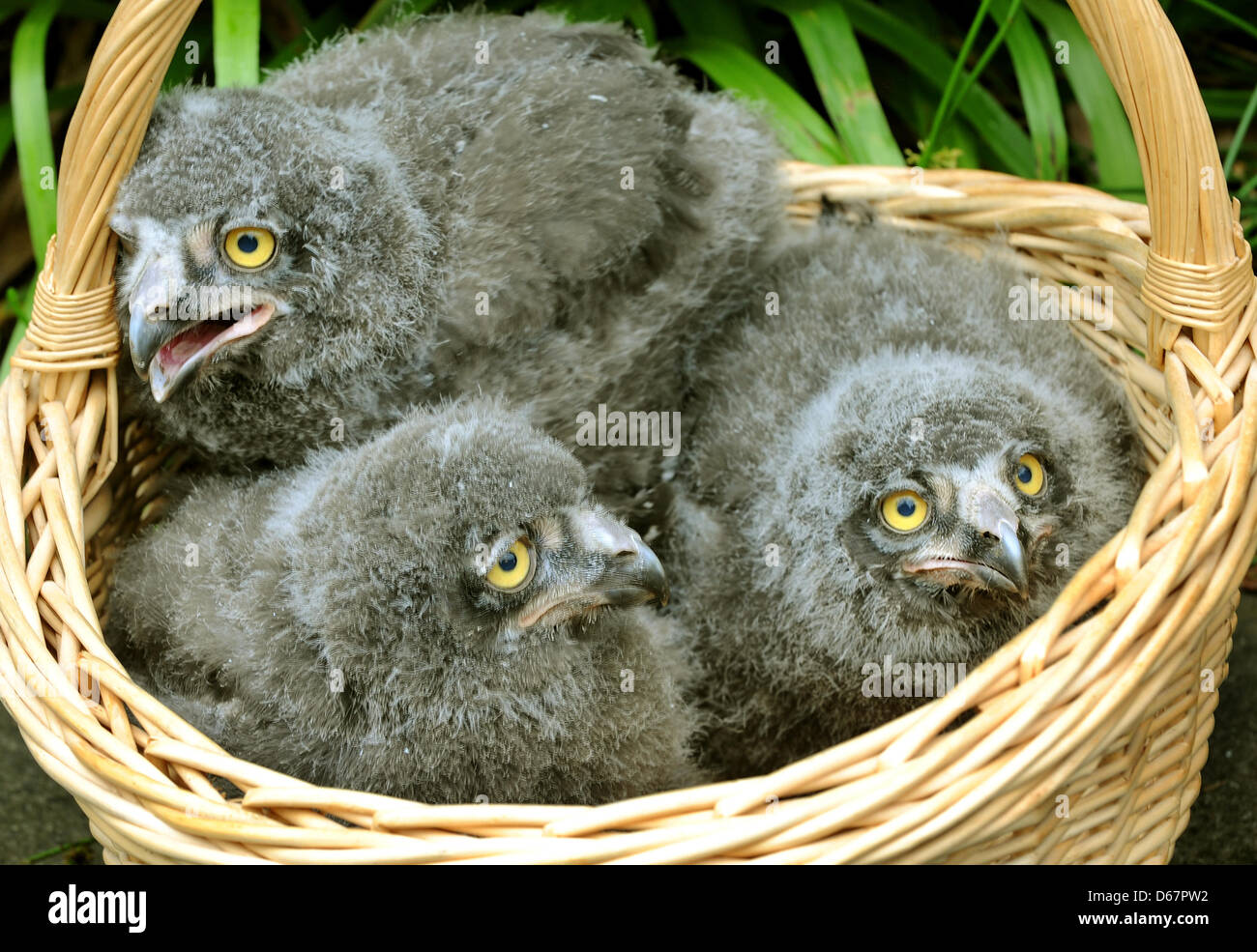 Snowy Owl chicks sit in a basket at the zoo in Hanover, Germany, 27 ...