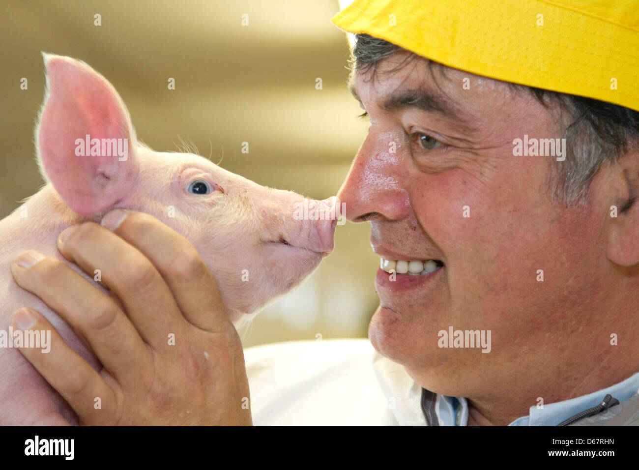 Dutch 'swine whisperer' Kees Scheepens holds a piglet in a pigsty in ...