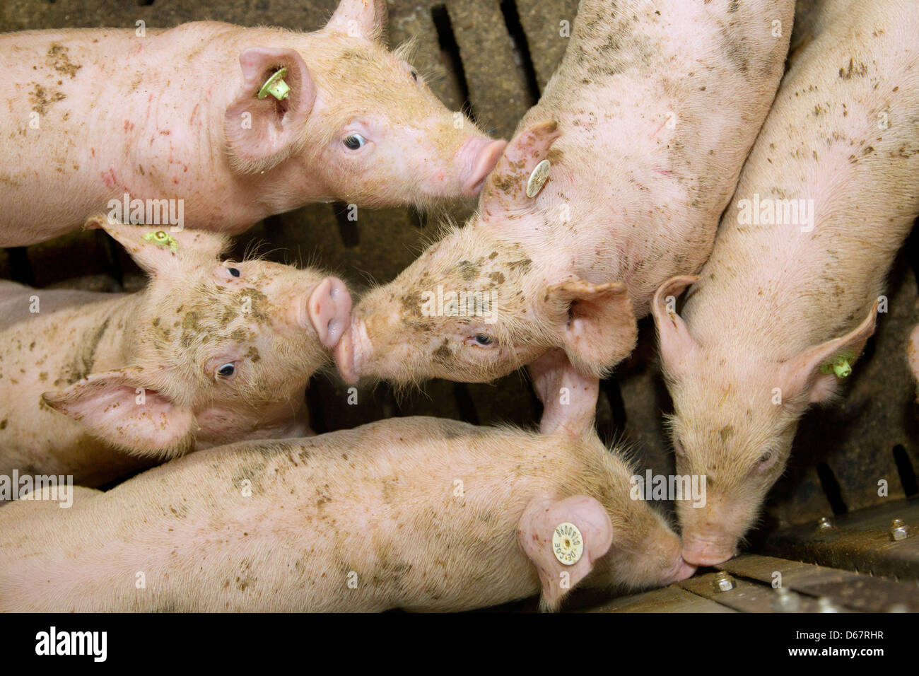 Improving the welfare hi-res stock photography and images - Alamy