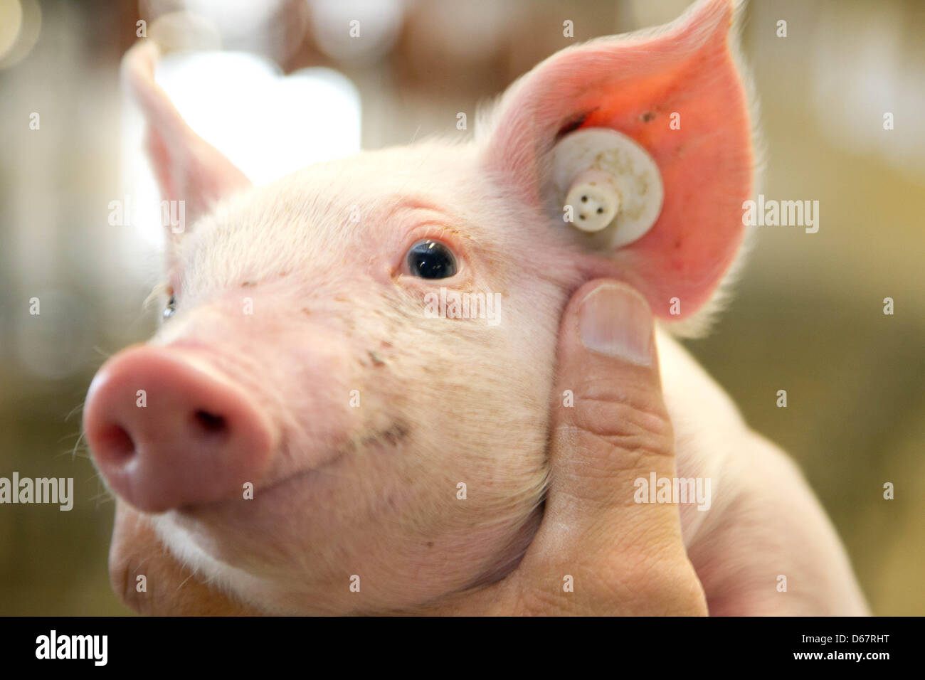A piglet in a pigsty in Duelmen, Germany, 22 June 2012. The swine ...