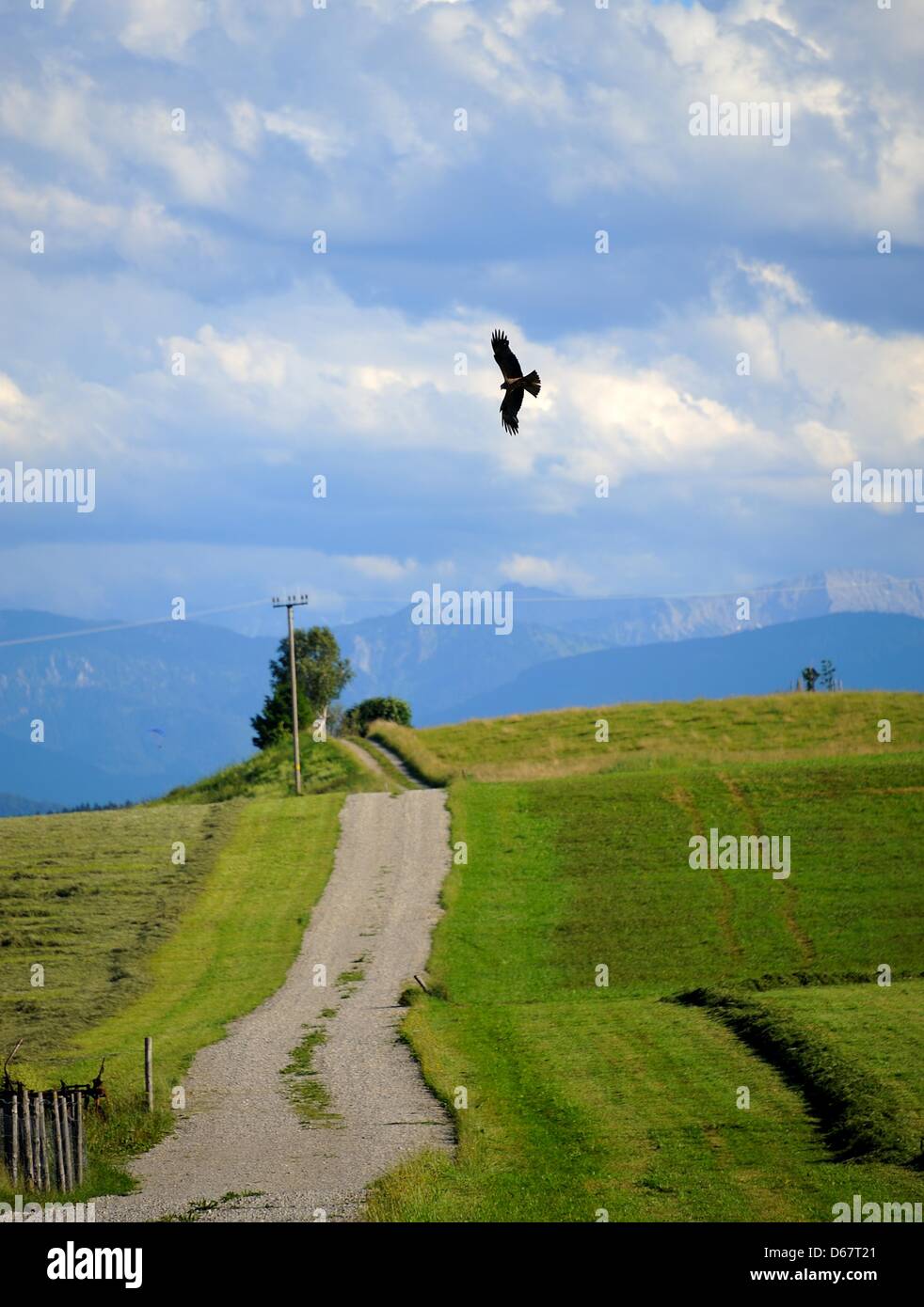 A Peregrine Falcon flies over a field near Issing, Germany, 27 June ...
