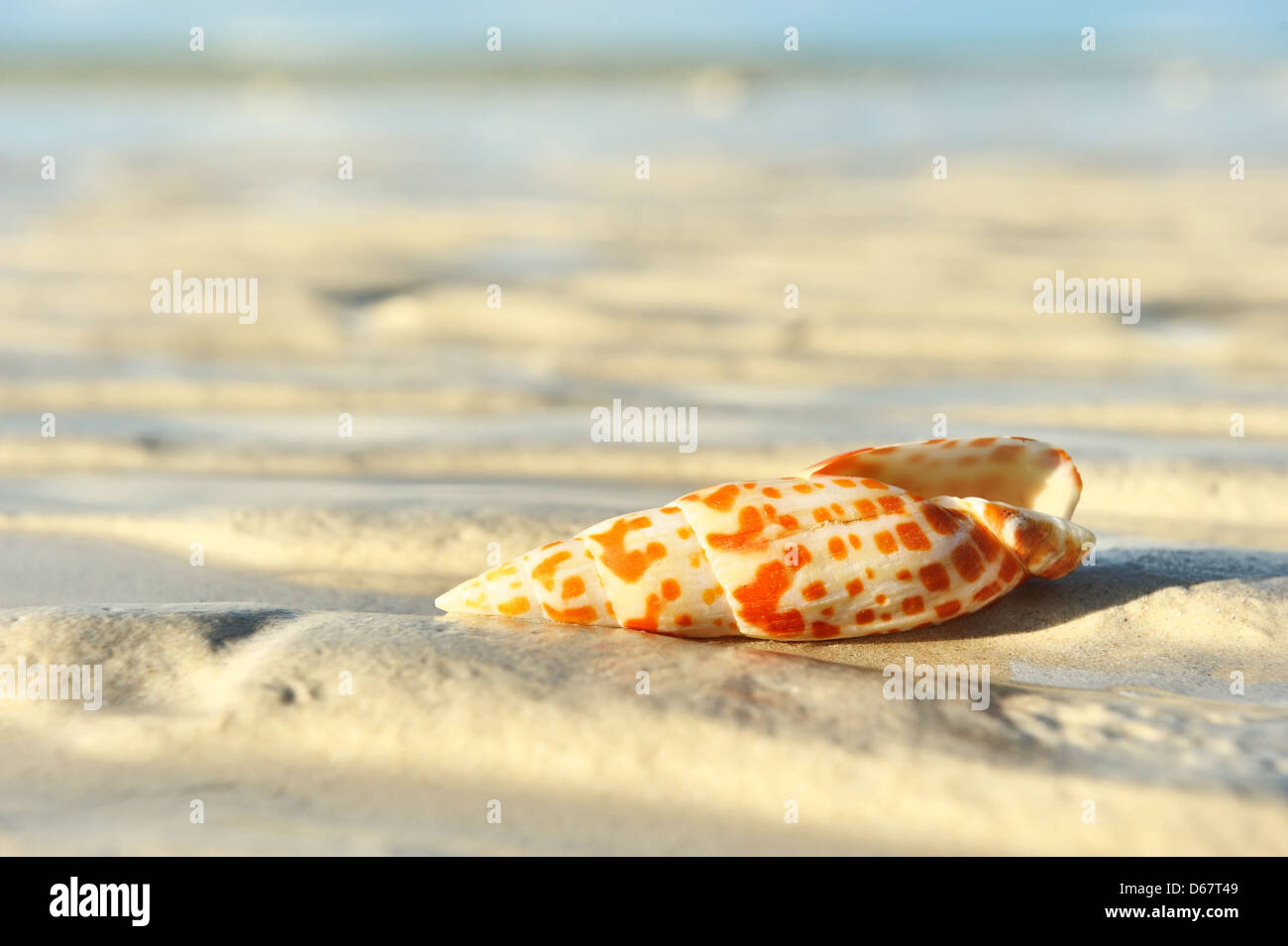 Shell on a beach Stock Photo - Alamy