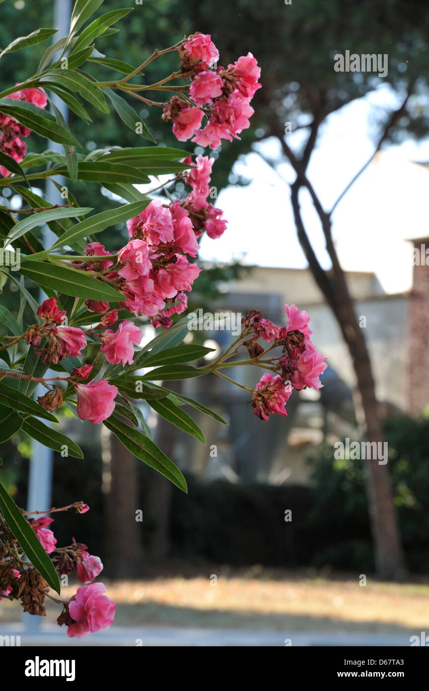pink flowers overlooking the tree Stock Photo - Alamy