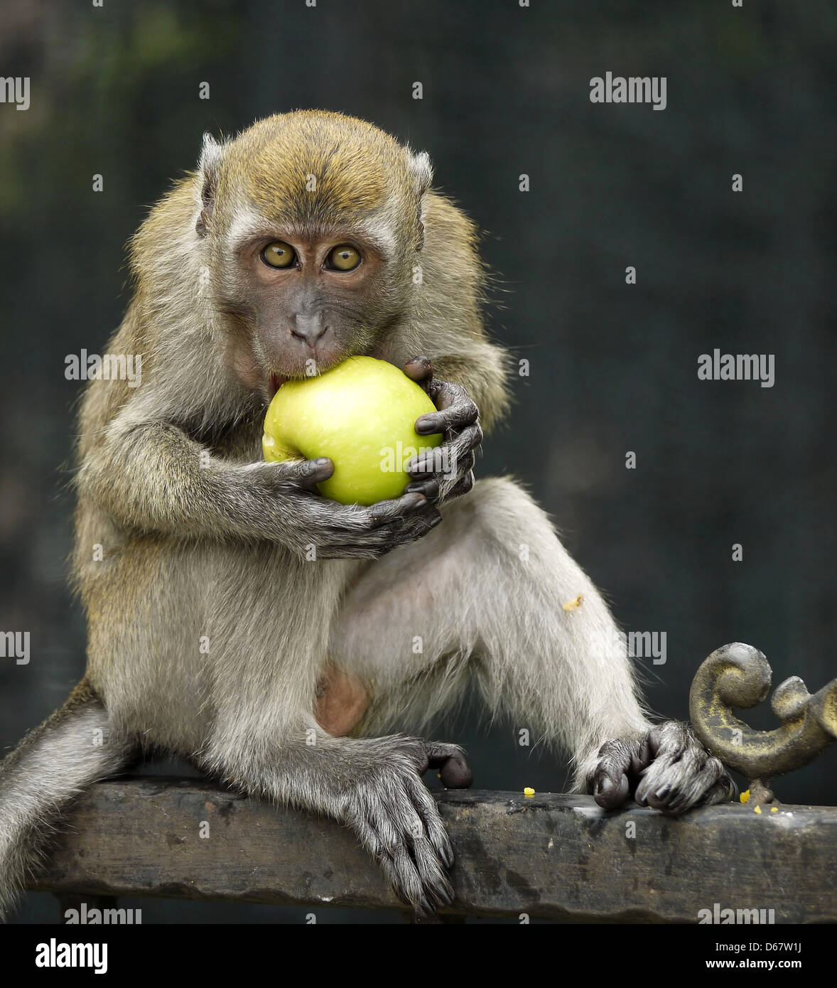 Portrait of a Monkey eating an Apple Stock Photo - Alamy