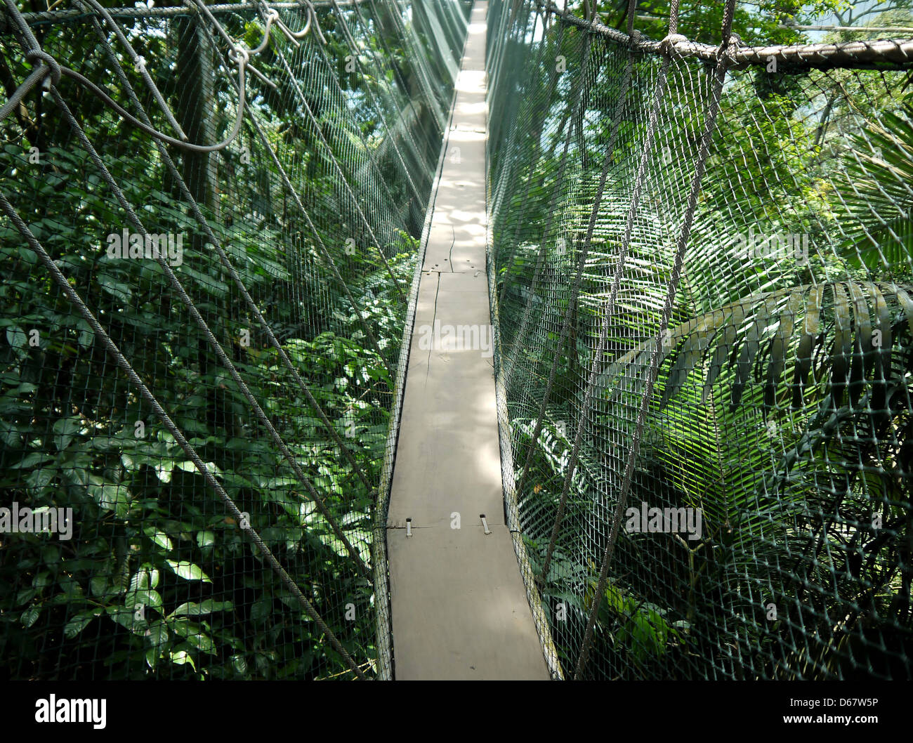 Forest canopy bridge hi-res stock photography and images - Alamy