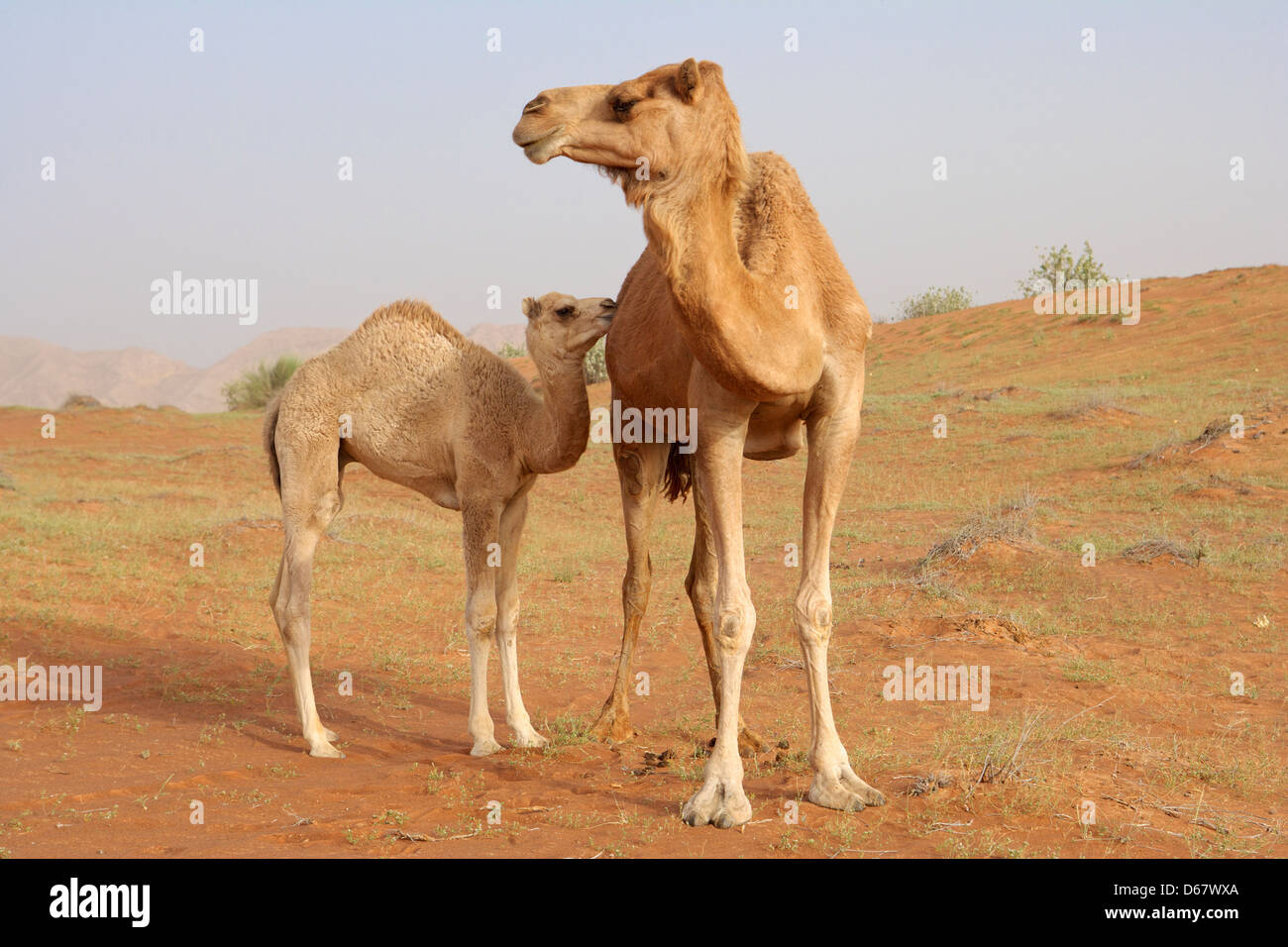 Uae desert camel hi-res stock photography and images - Alamy