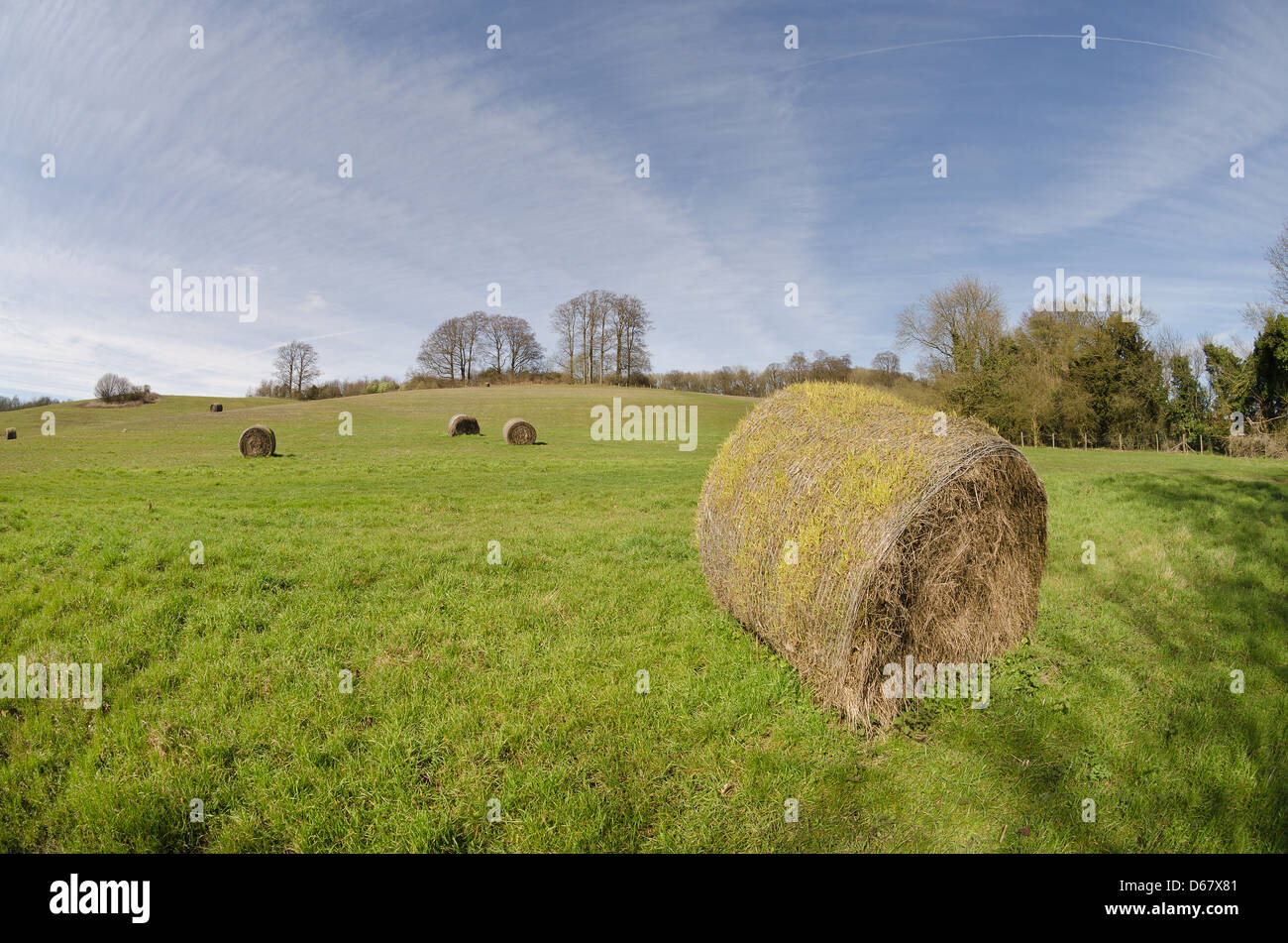 Damaged and discarded hay bales sprout new growth having been left ...