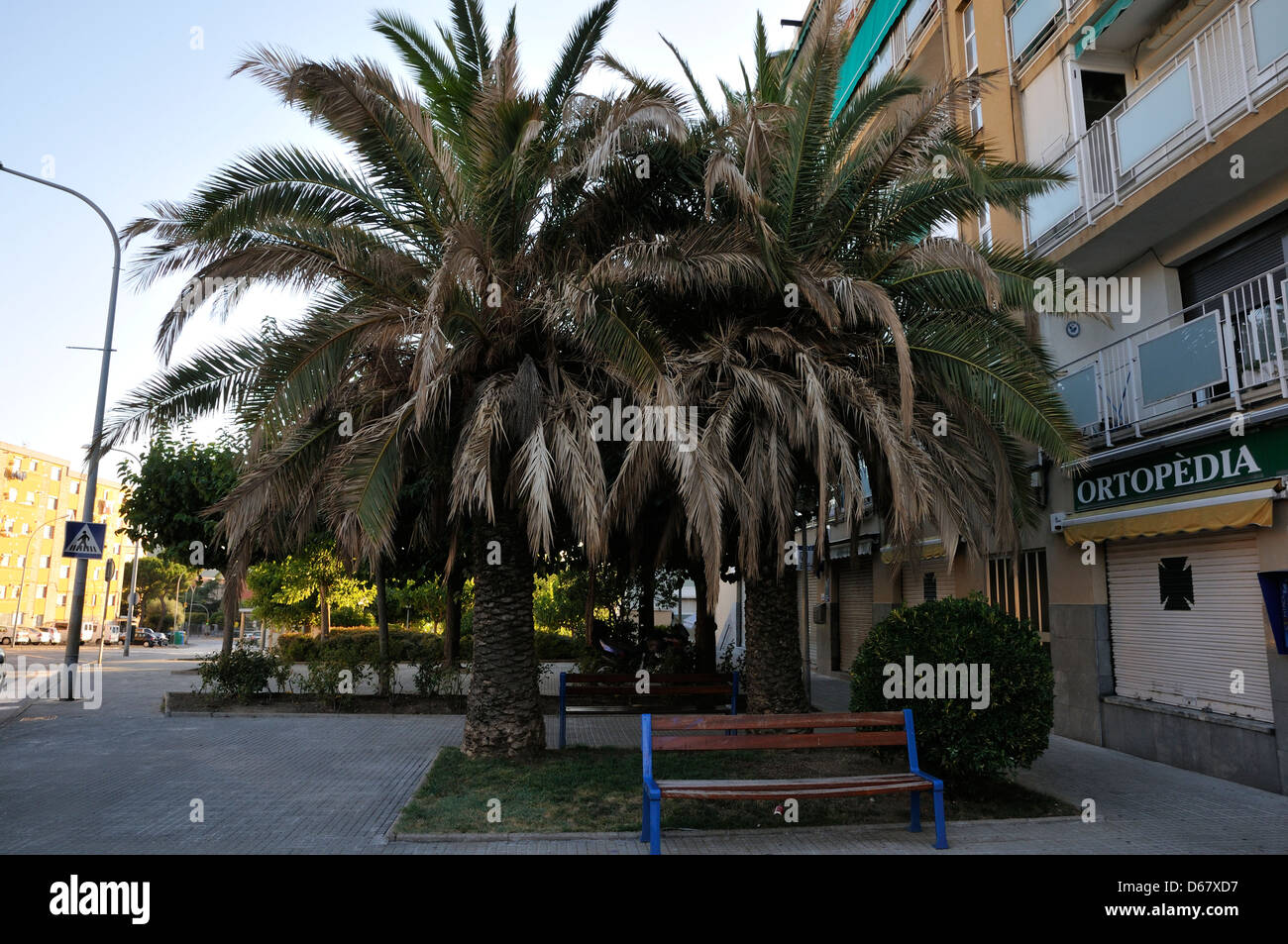 palm trees in the square Stock Photo - Alamy