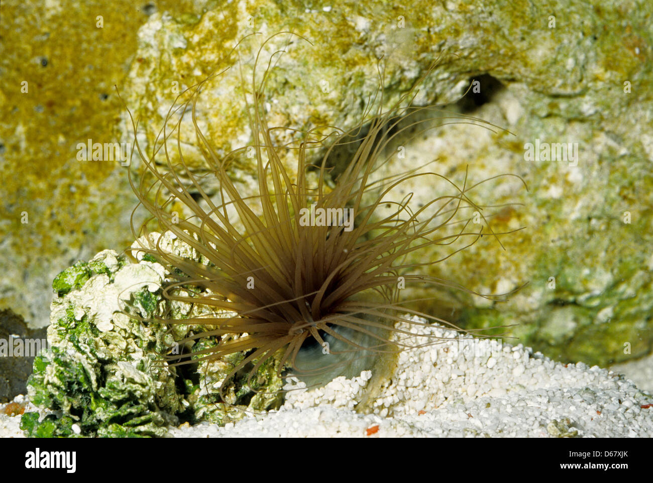 Anelliidae hi-res stock photography and images - Alamy