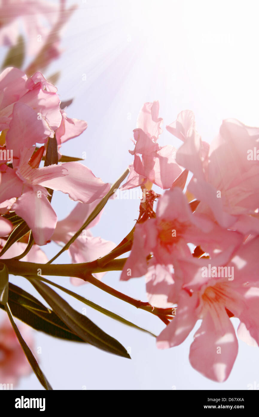 beautiful pink flower Stock Photo - Alamy