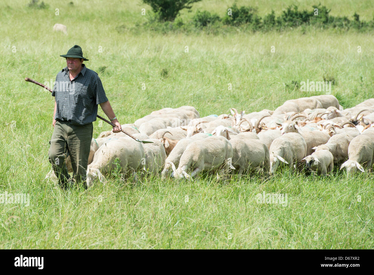 Shepherd Paul Panko stands in front of his flock of sheep at the ...