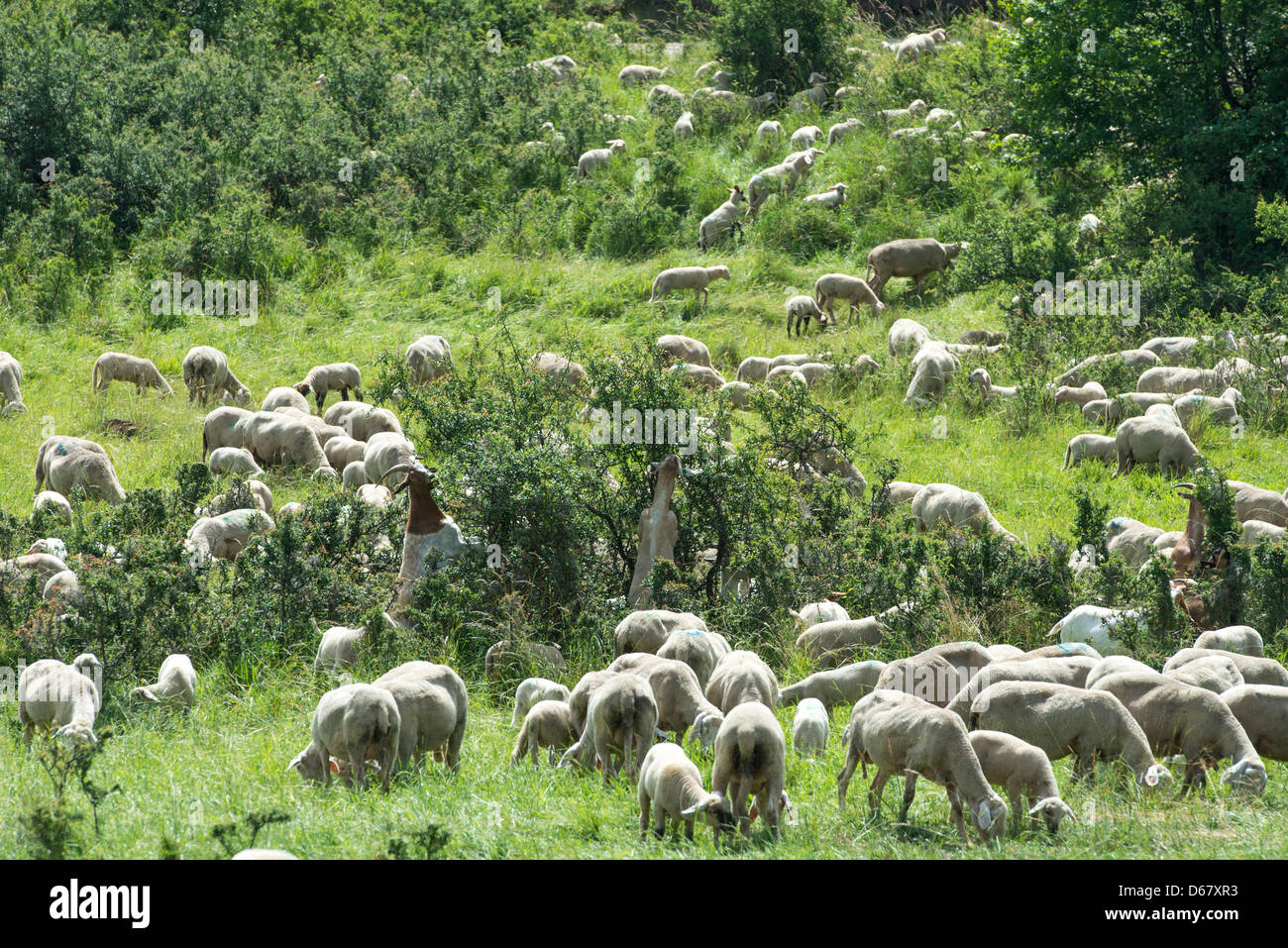A flock of sheep pastures at the military training area in Hohenfels ...