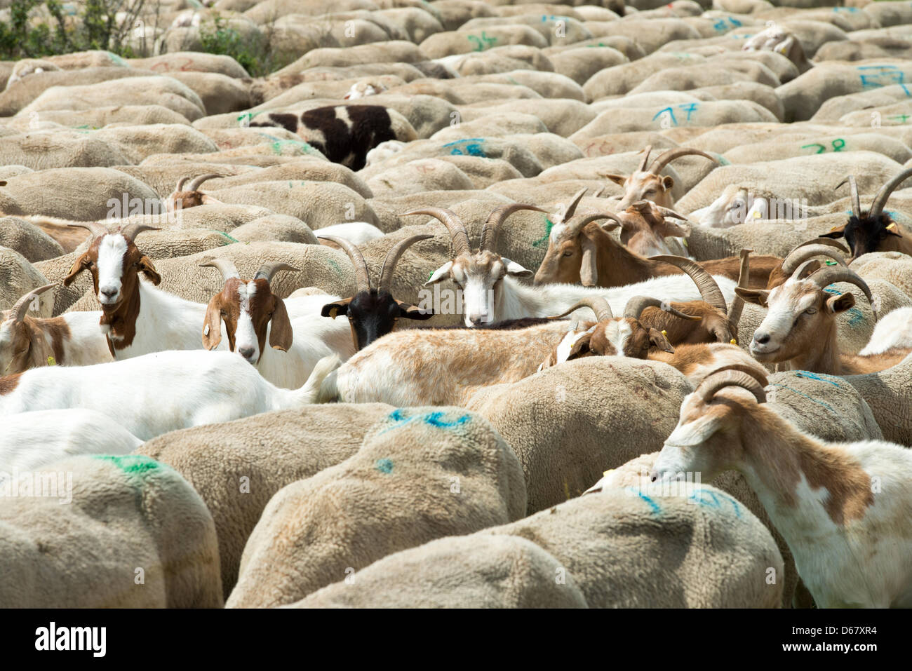 Military animals training hi-res stock photography and images - Alamy