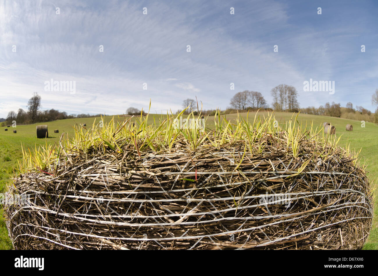 Damaged and discarded hay bales sprout new growth having been left ...