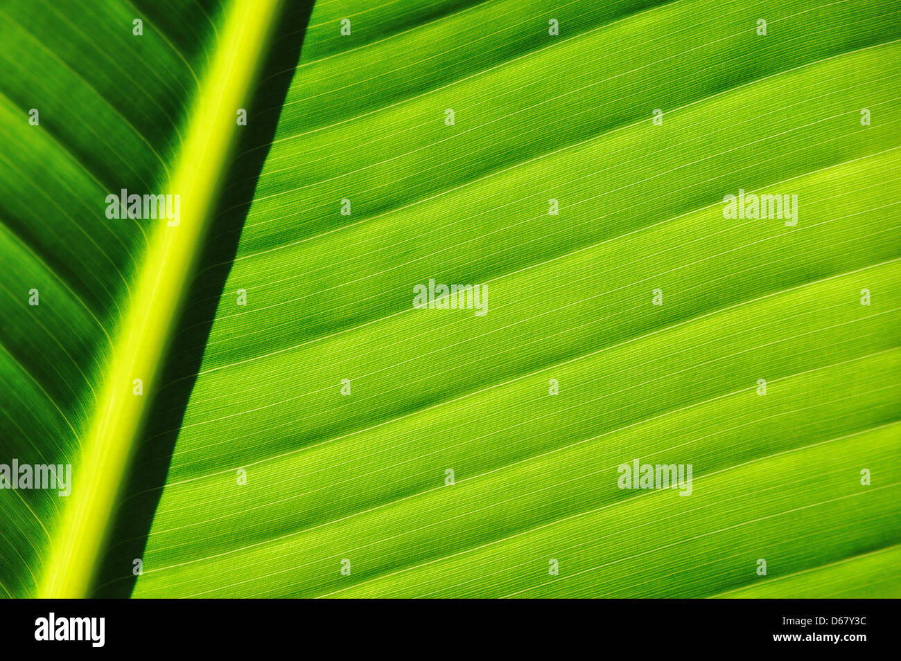 Palm tree leaf background Stock Photo - Alamy