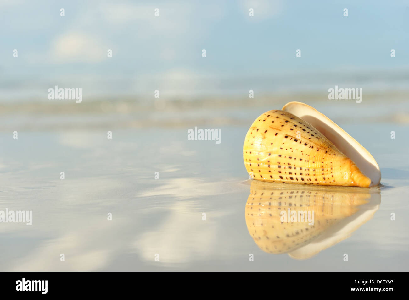 Shell on a beach Stock Photo - Alamy
