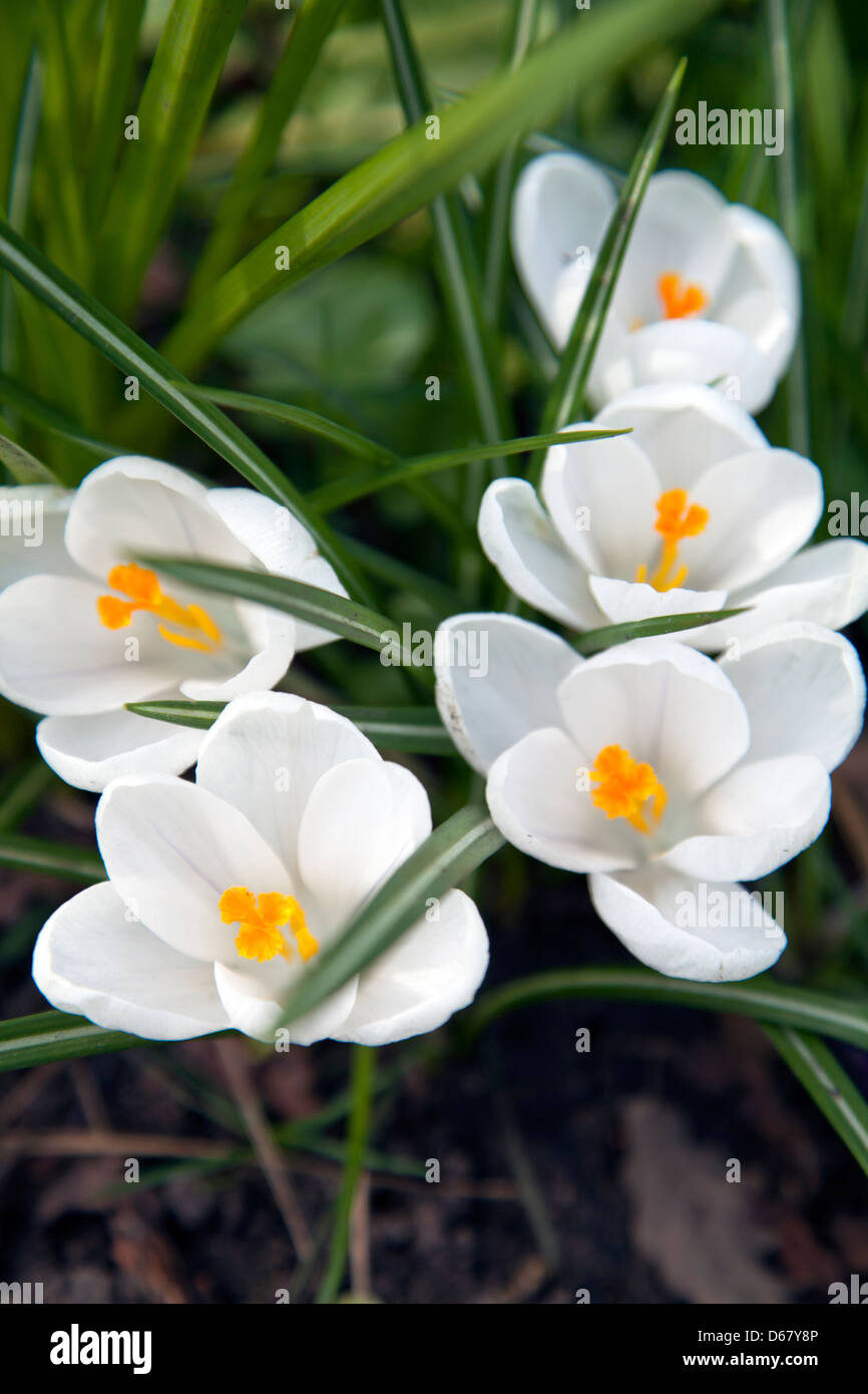 White Crocus - London UK Stock Photo - Alamy