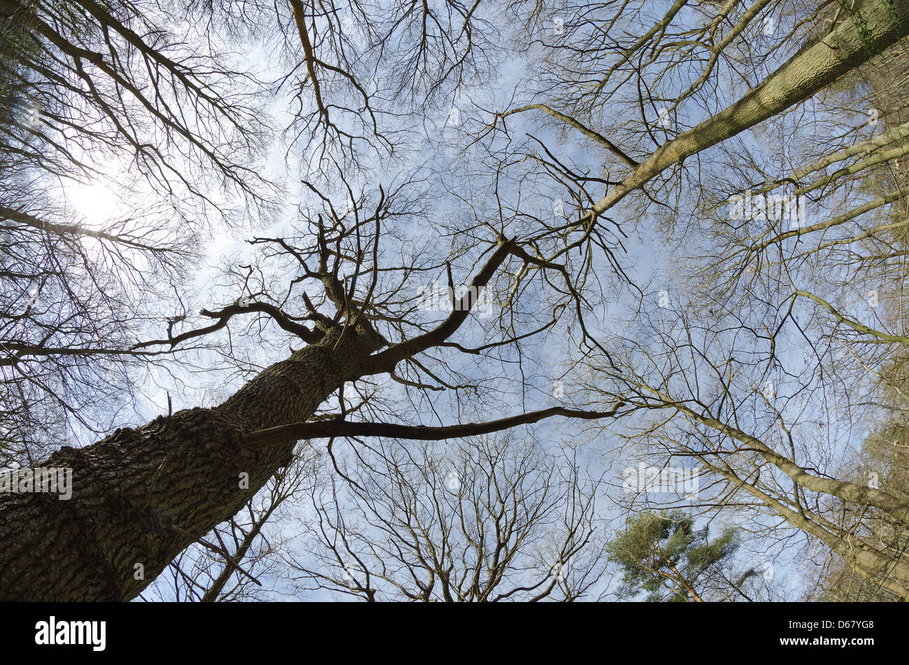 Thick well established tree canopy in protected ancient mature ...