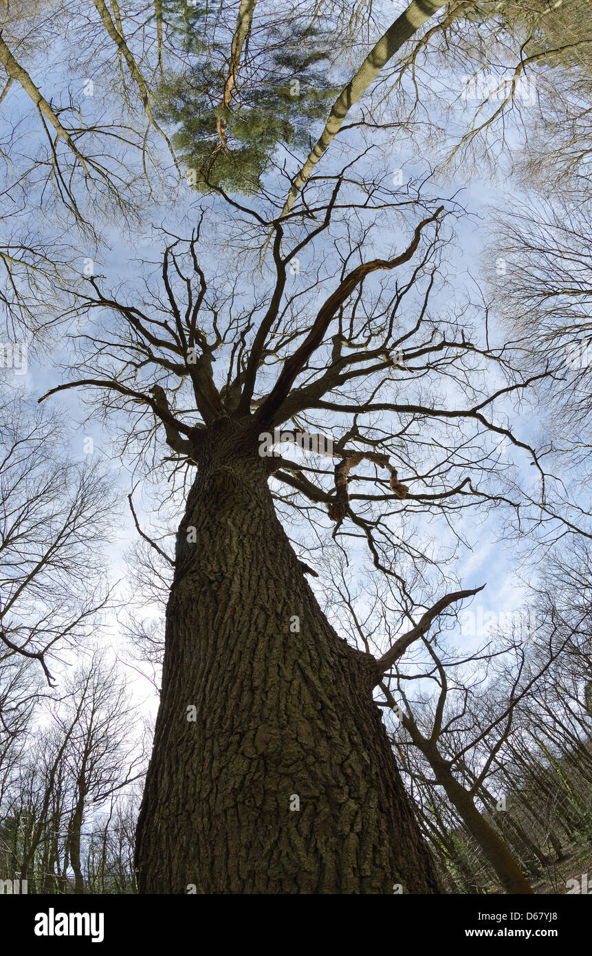 Thick well established tree canopy in protected ancient mature ...