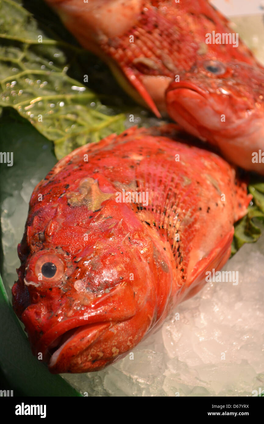 Fish red snapper hi-res stock photography and images - Alamy