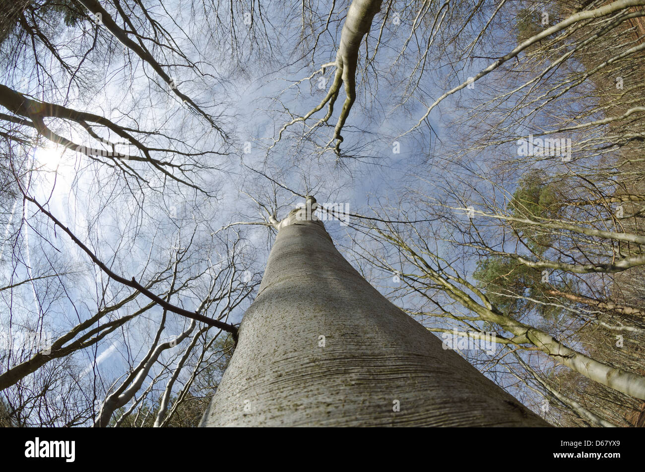 Thick well established tree canopy in protected ancient mature ...