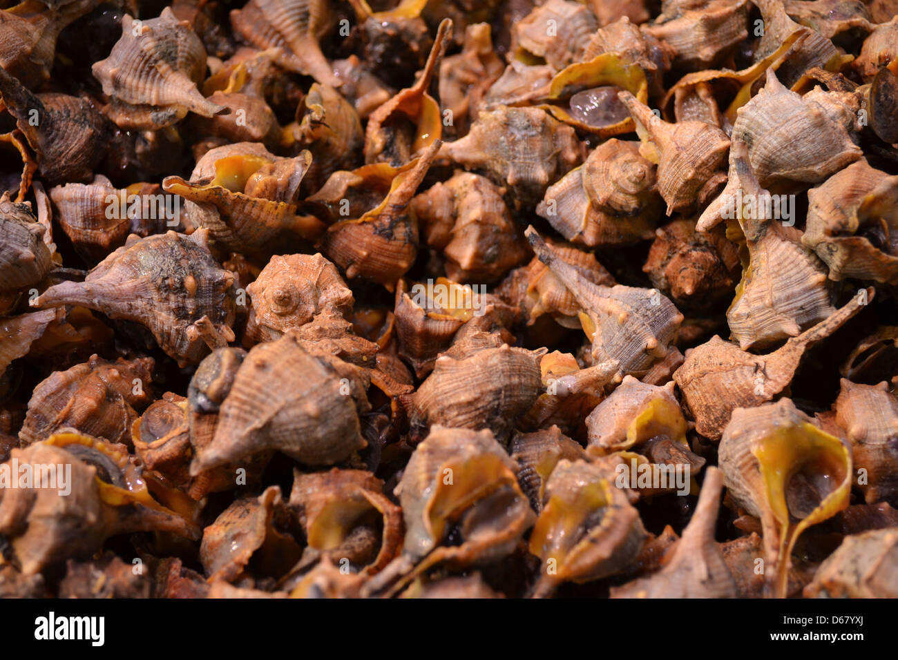 Sea shells stall hi-res stock photography and images - Alamy