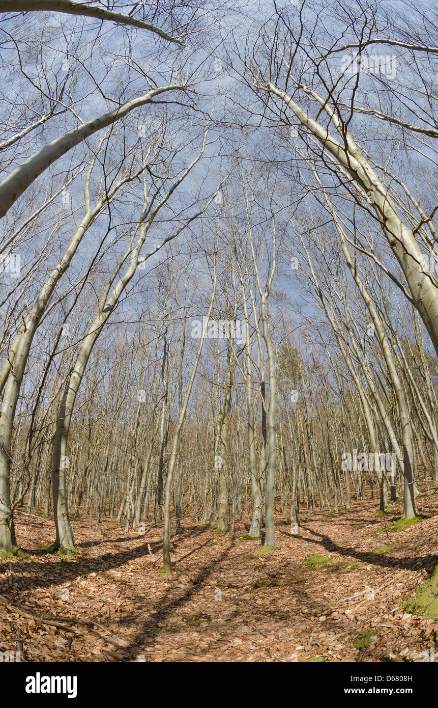 Thick well established tree canopy in protected ancient mature ...