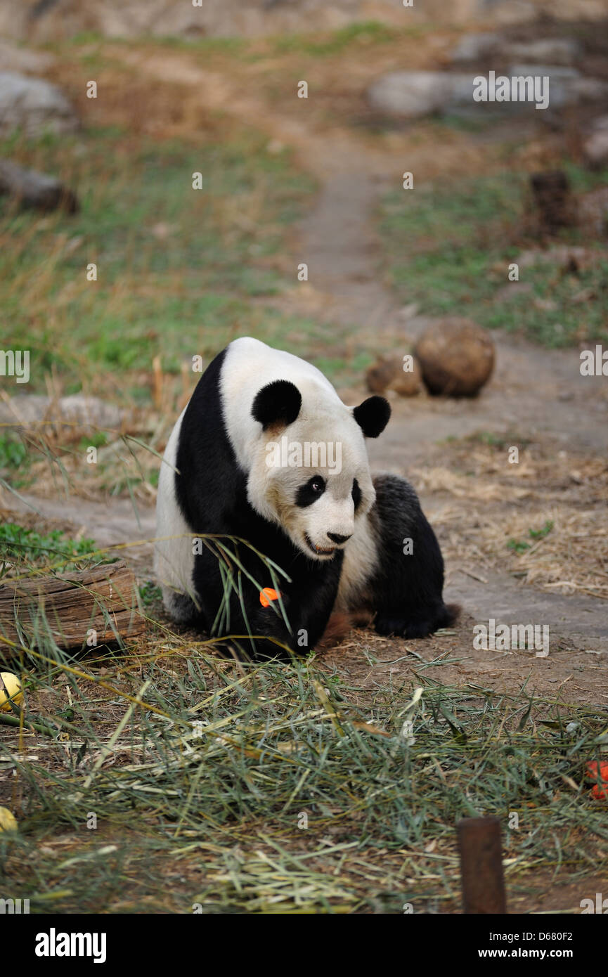 One of the panda in Beijing Zoo Stock Photo - Alamy