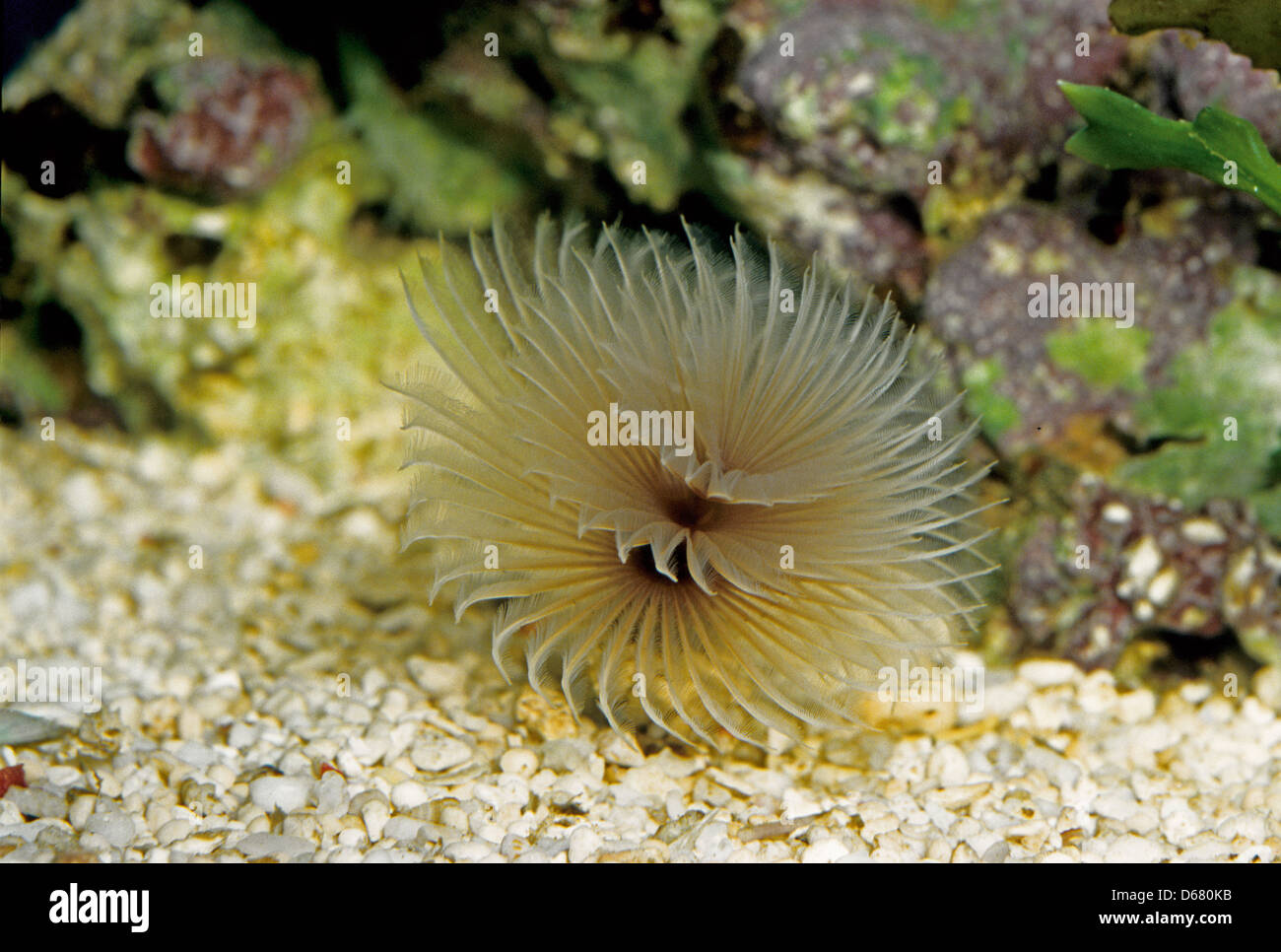 Dwarf Colored Feather Duster, Bispira sp., Sabellidae Anellidae Stock ...
