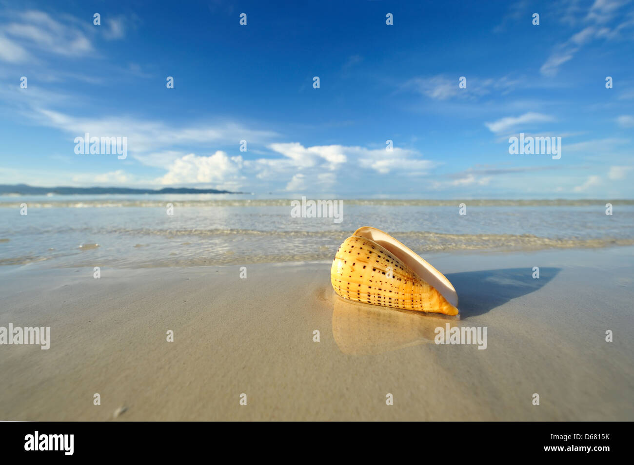 Shell on a beach Stock Photo - Alamy