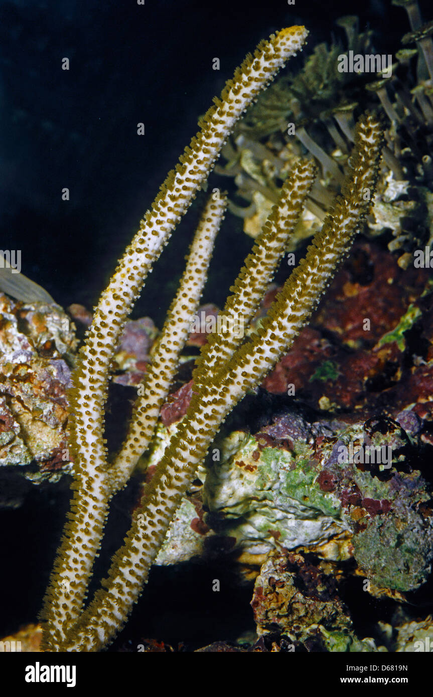 Slit-mouth Sea Rod, Plexaurella sp., Plexauridae, Indo-pacific Ocean ...