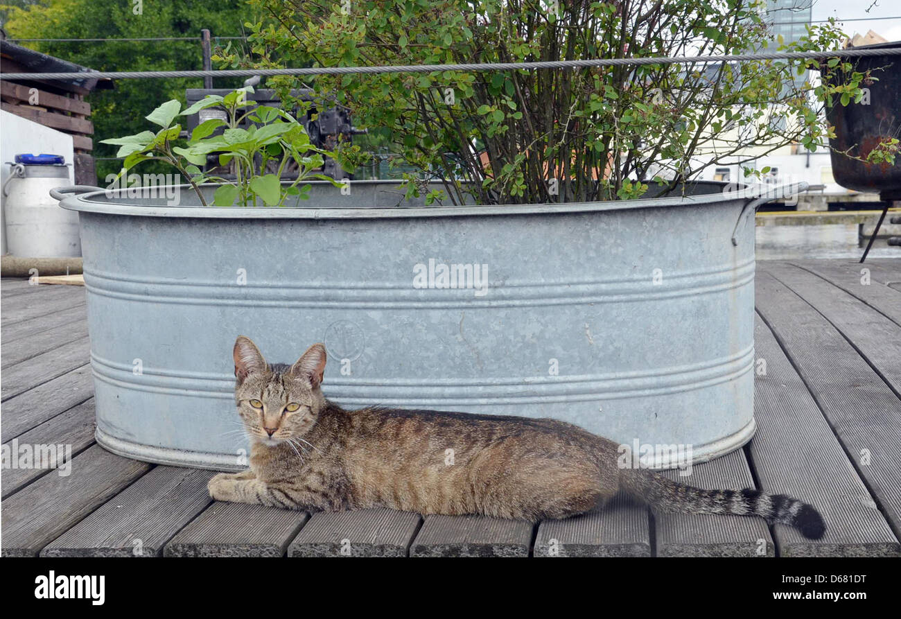 Cat on houseboat hi-res stock photography and images - Alamy