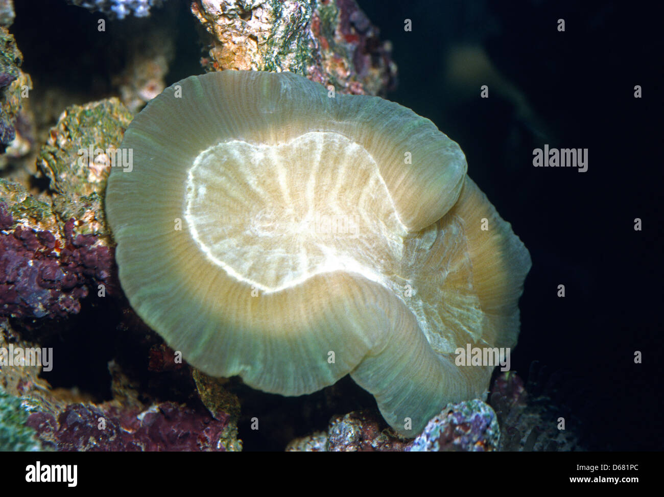 Candy Cane Coral (Caulastrea sp.), Faviidae, Indo-Pacific Ocean Stock ...
