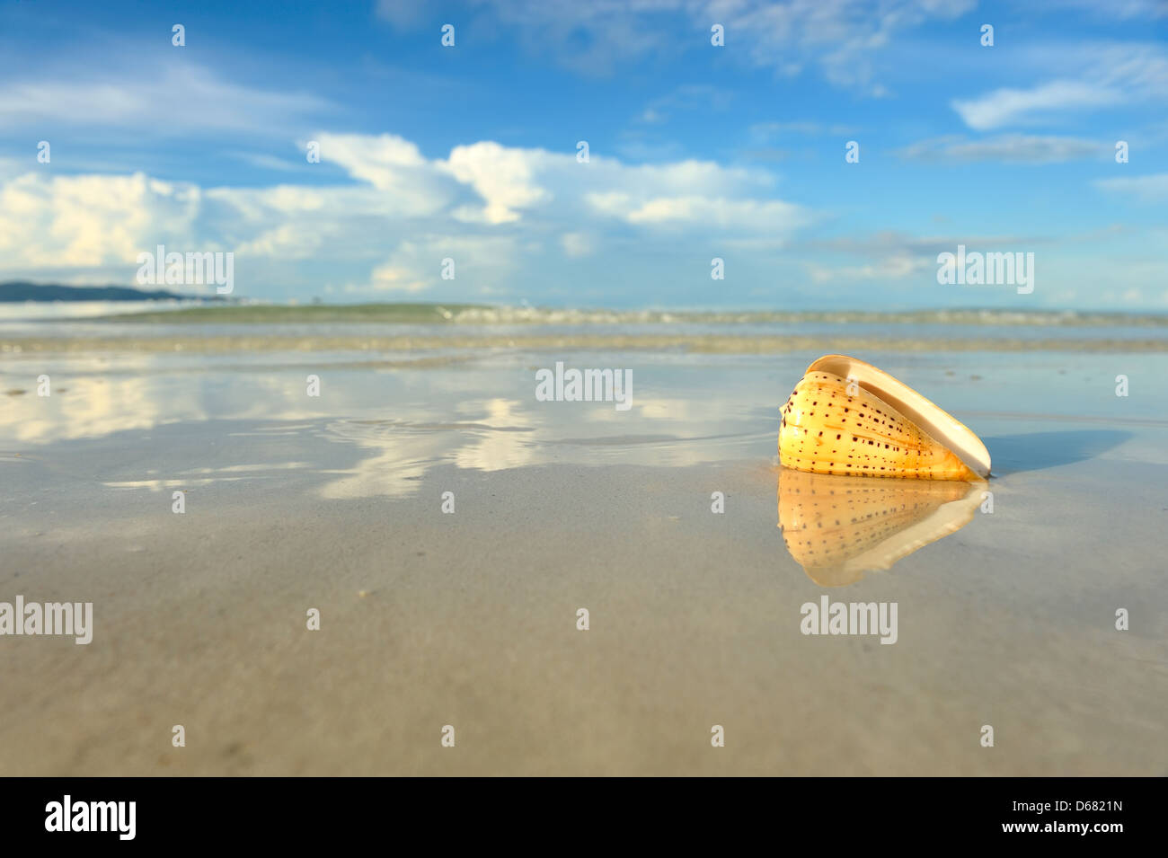 Shell on a beach Stock Photo - Alamy