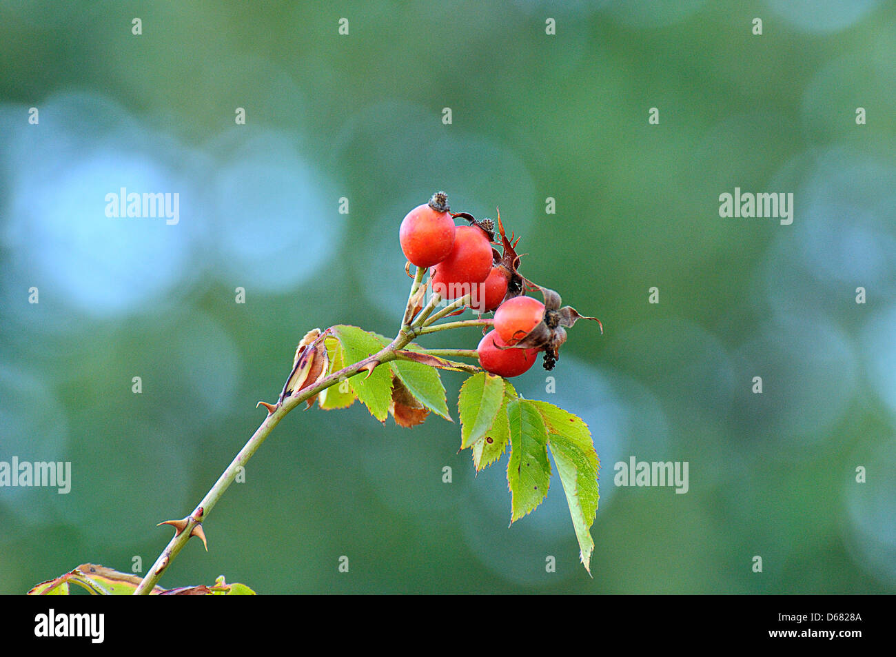 red fruits of a plant of the mountain Stock Photo - Alamy