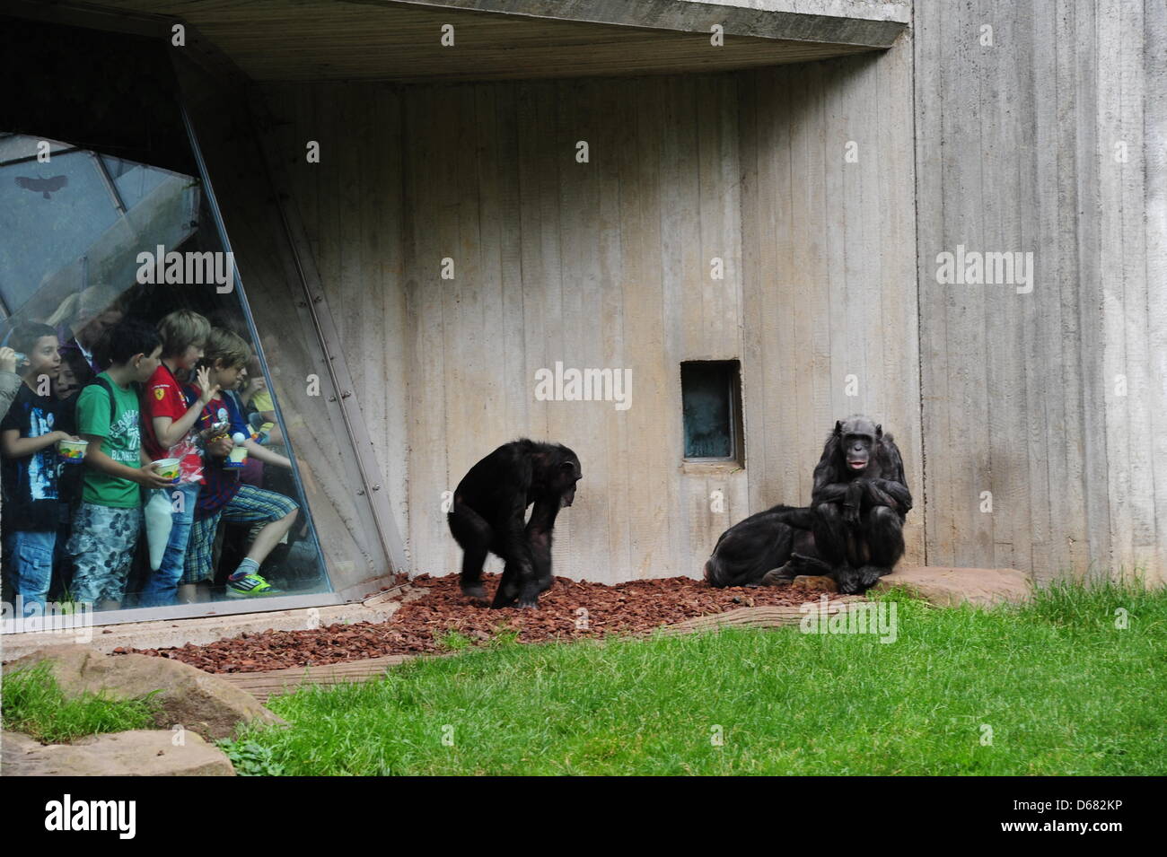 Visitors look at chimpanzees at the zoo in Hanover, Germany, 03 July ...